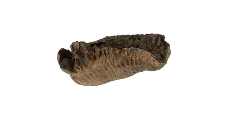 Large Heavy Mastodon Tooth Fossil For Sale at 1stDibs