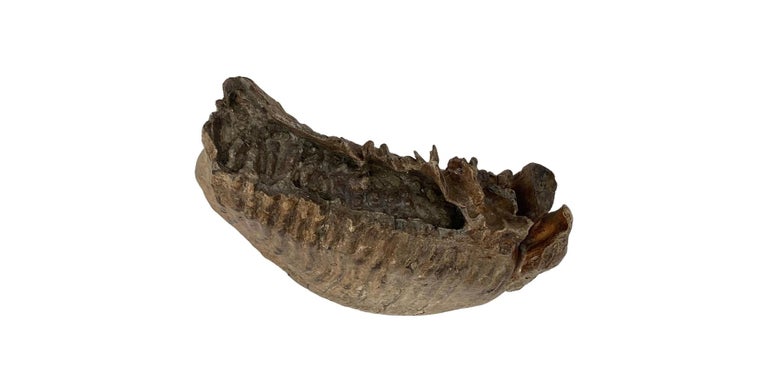 Large Heavy Mastodon Tooth Fossil For Sale at 1stDibs