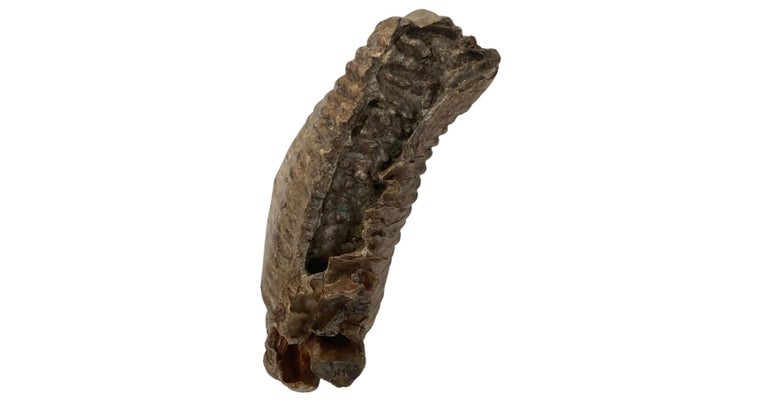 Large Heavy Mastodon Tooth Fossil For Sale at 1stDibs