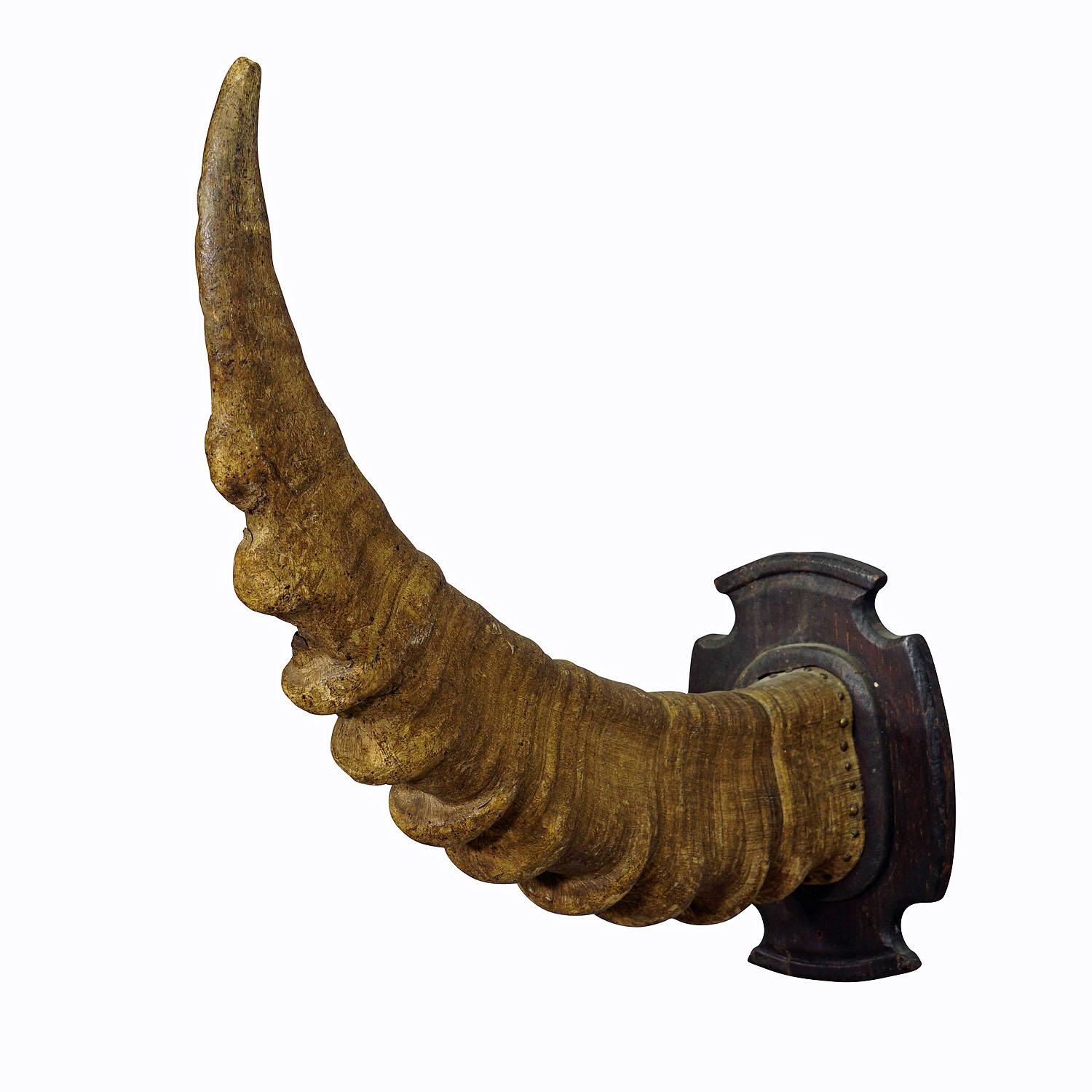 Large Ibex Trophy on Wooden Carved Plaque, Germany 1900s For Sale at ...