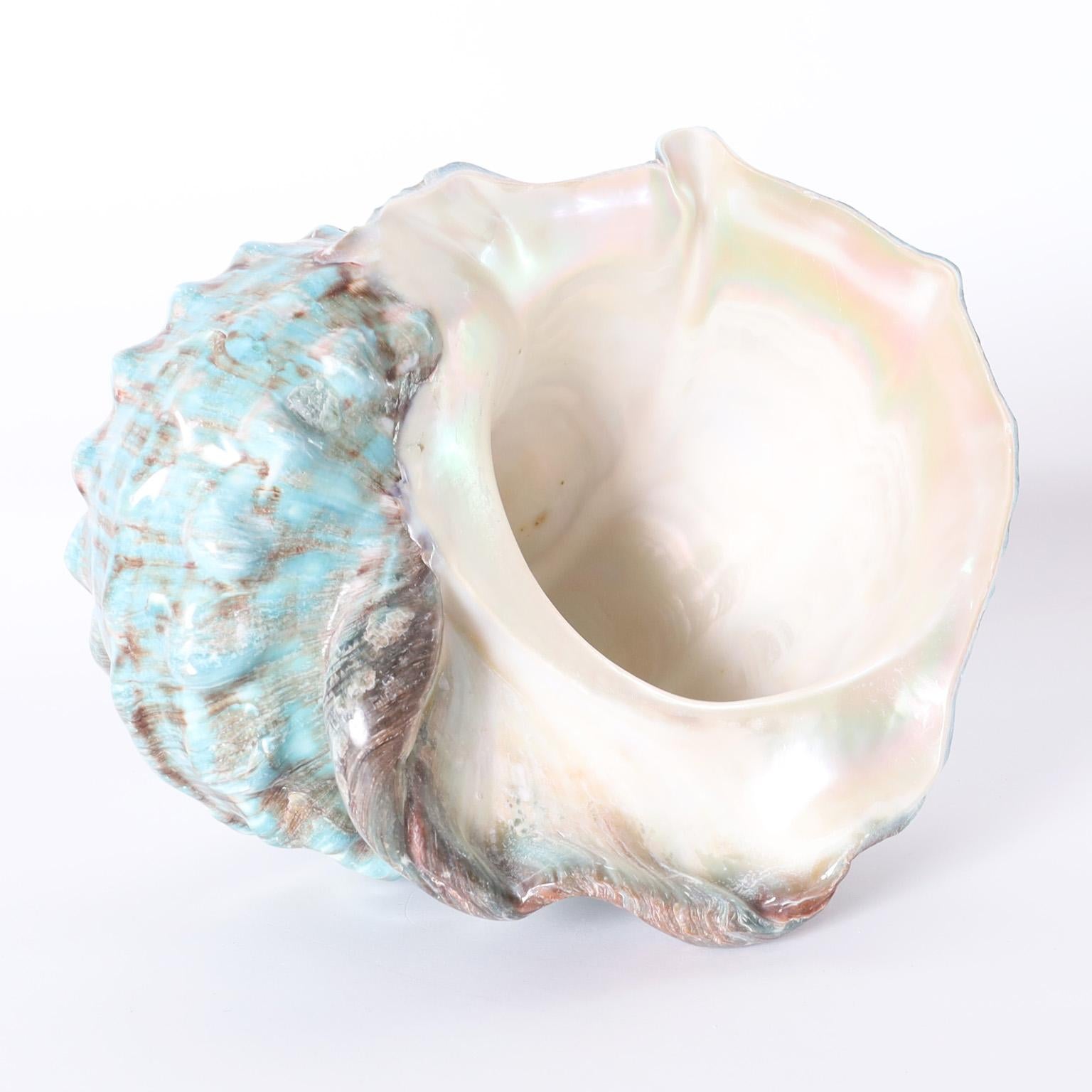 Large Jade Turbo Marmoratus Shell For Sale at 1stDibs