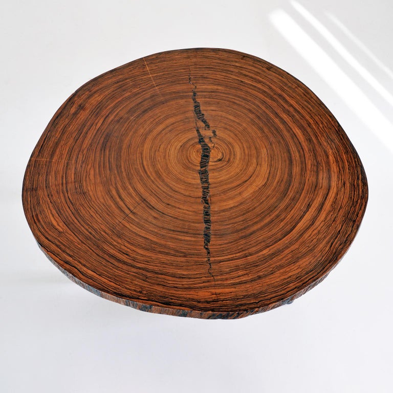 Large Macassar Ebony Tree Trunk Couch Table with Polished Surface, C ...