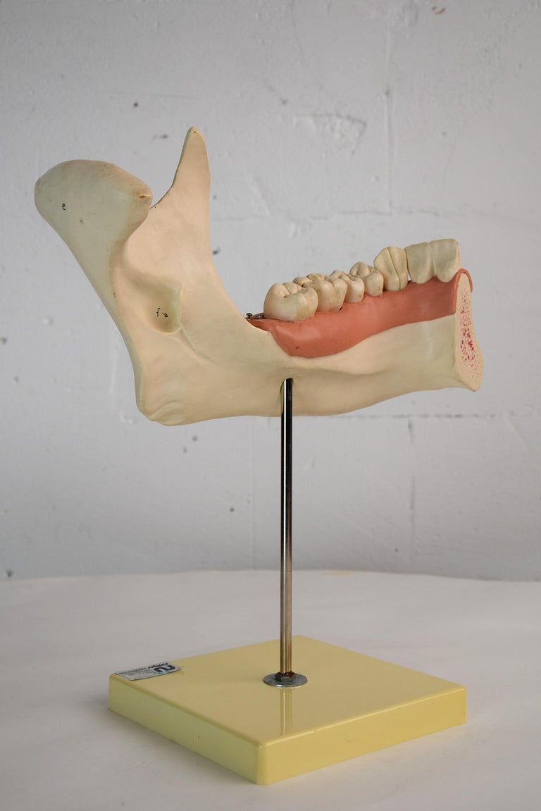 Large Mid-Century Modern Didactic Resin Anatomical Model Jaw For Sale ...