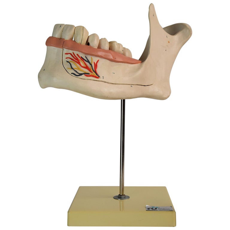 Large Mid-Century Modern Didactic Resin Anatomical Model Jaw For Sale ...