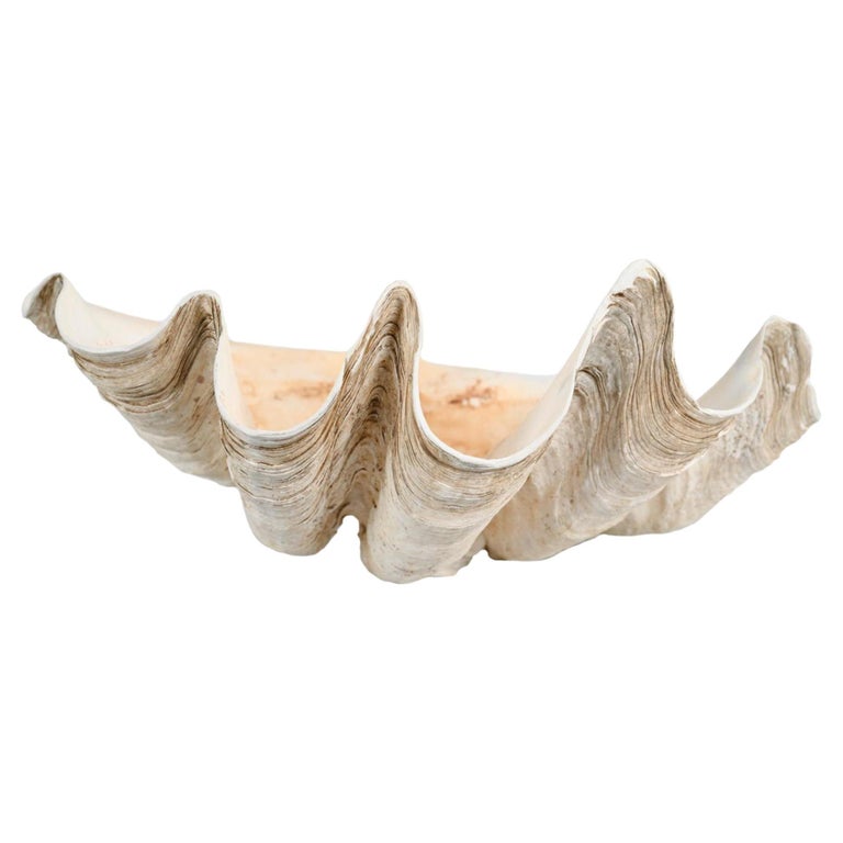 Large Natural Clam Shell For Sale at 1stDibs