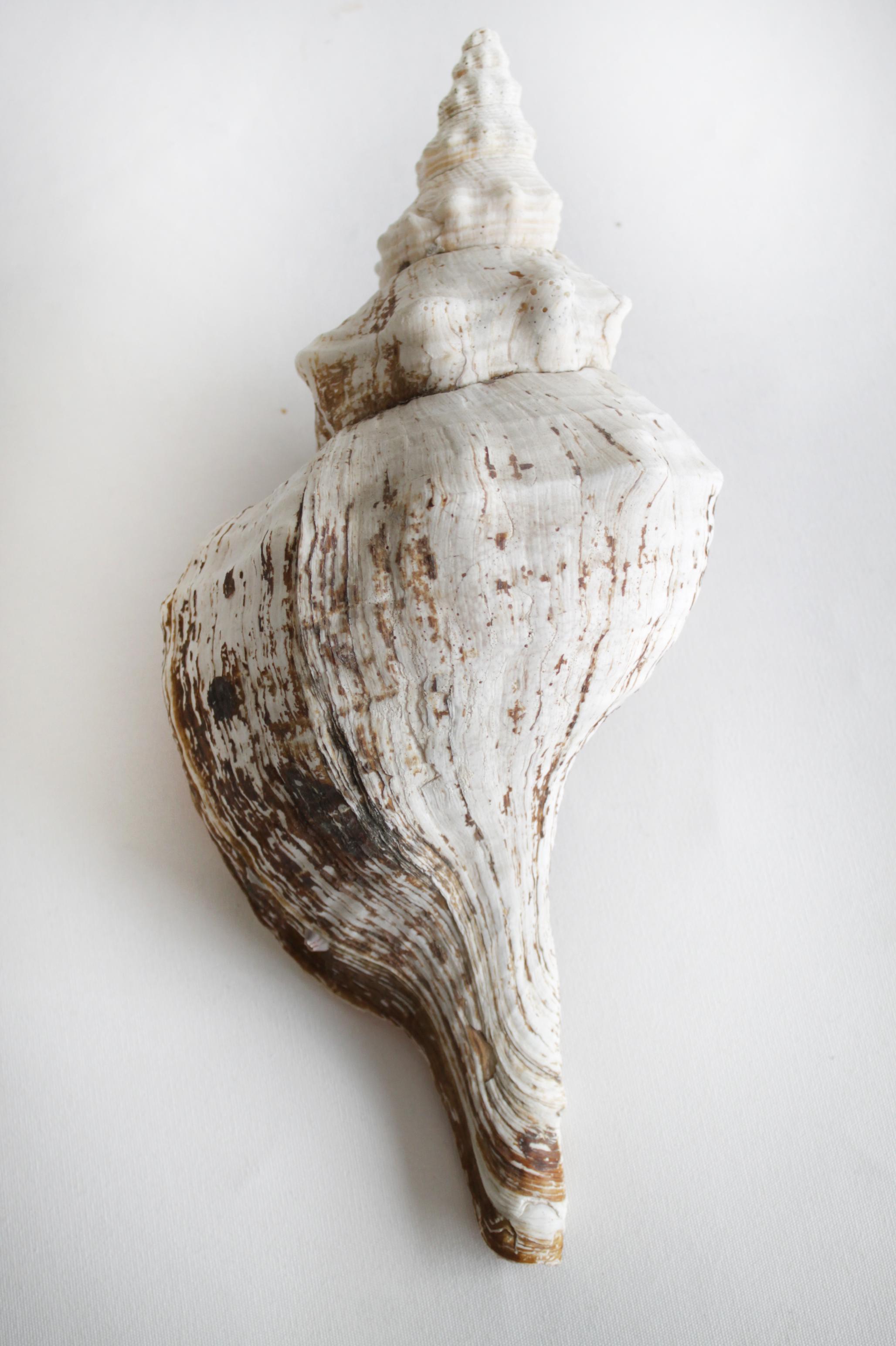 Large Natural Murex Shell at 1stDibs