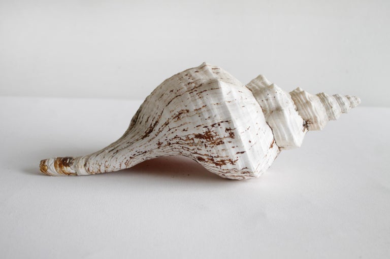Large Natural Murex Shell For Sale at 1stDibs