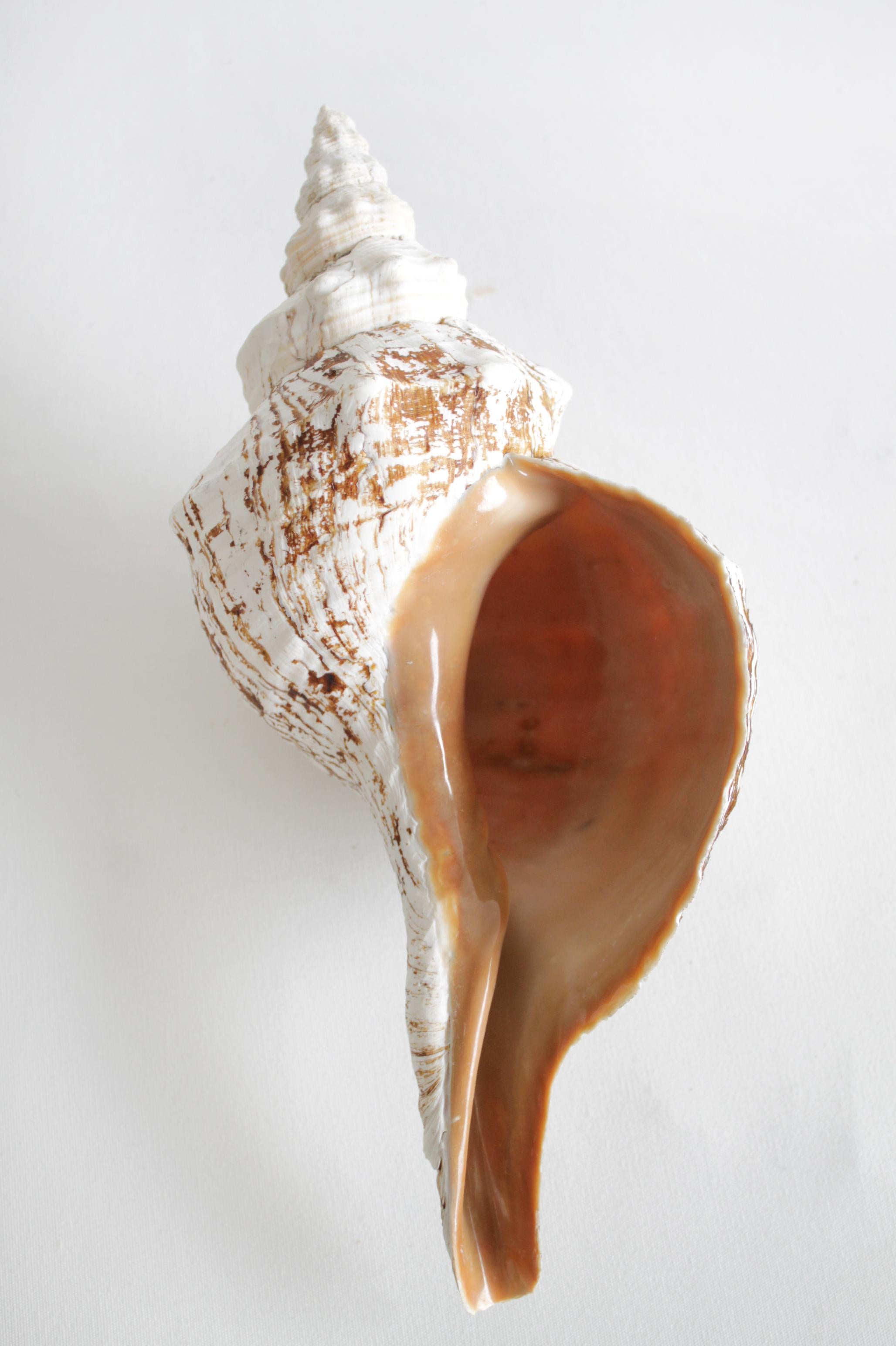 Large Natural Murex Shell at 1stDibs