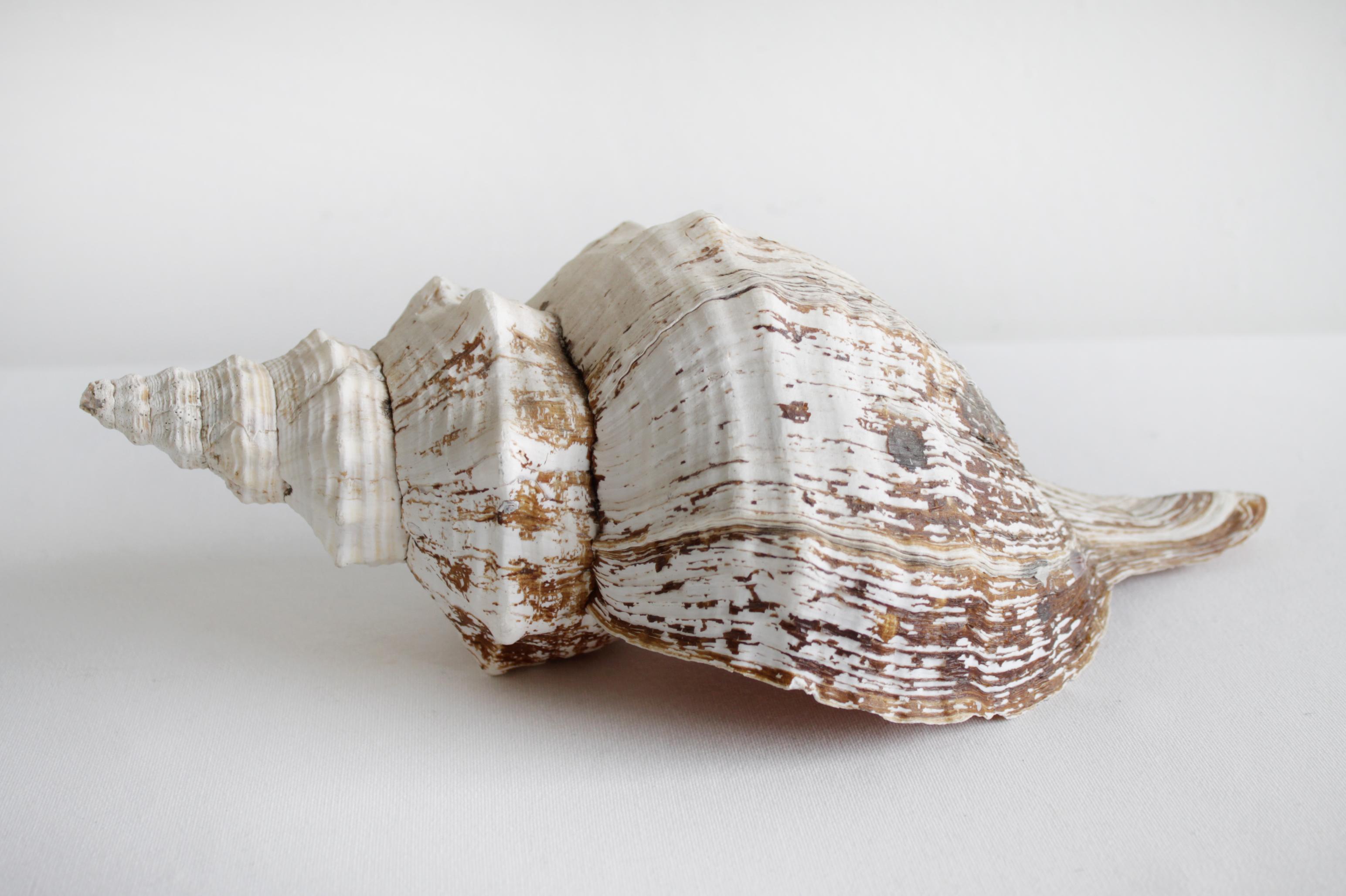 Large Natural Murex Shell at 1stDibs