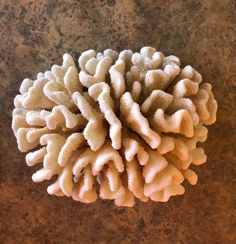 Large Natural Sea White Coral Specimen at 1stDibs | coral specimens for ...