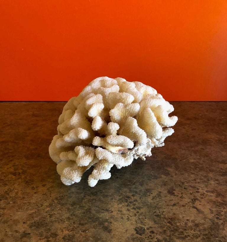 Large Natural Sea White Coral Specimen at 1stDibs | coral specimens for ...