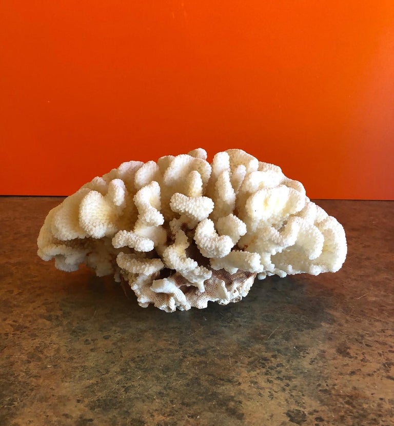 Large Natural Sea White Coral Specimen at 1stDibs | coral specimens for ...