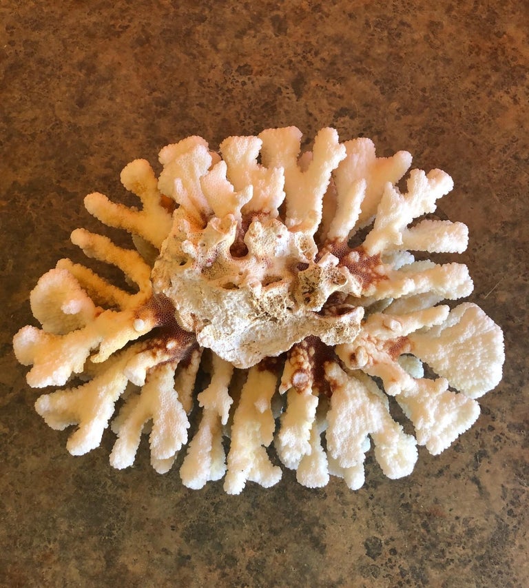 Large Natural Sea White Coral Specimen at 1stDibs | coral specimens for ...