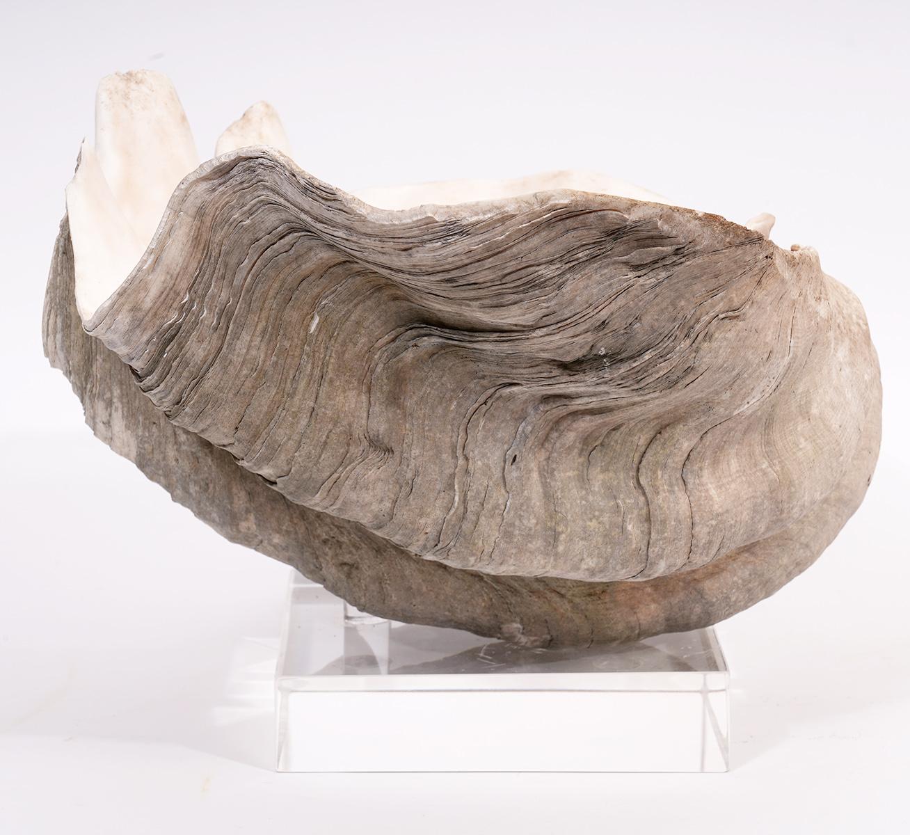 Large Natural Tridacna Gigas High Elbow Clam Shell on Chrome and Lucite ...