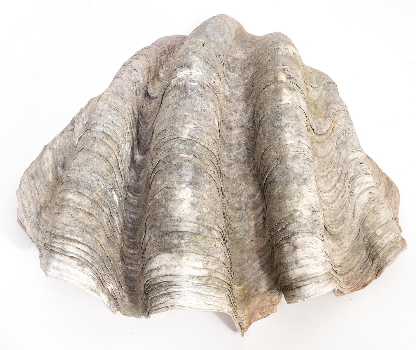 Large Natural Tridacna Gigas High Elbow Clam Shell on Chrome and Lucite ...