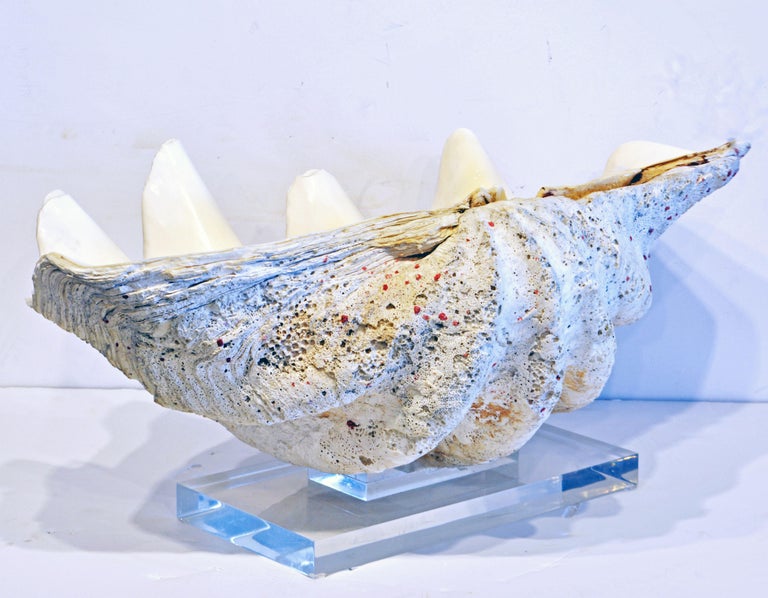 Large Natural Tridacna Gigas High Elbow Clam Shell on Lucite Base For ...