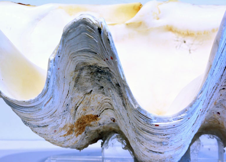 Large Natural Tridacna Gigas High Elbow Clam Shell on Lucite Base For ...