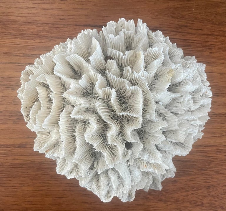 Large Natural White Sea Coral Specimen For Sale at 1stDibs