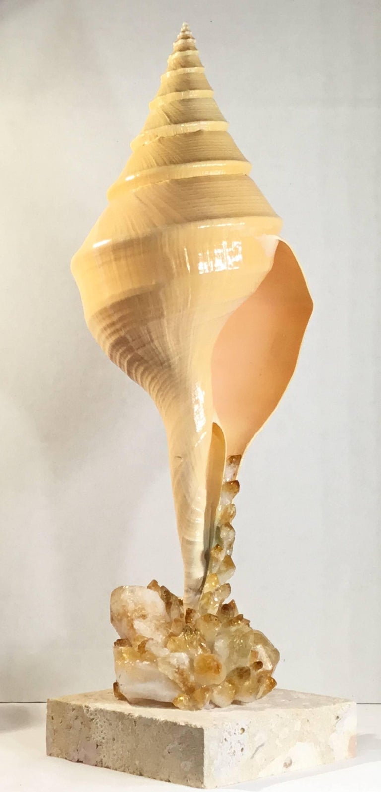 Large One of a Kind Sea Shell and Citrine Crystal For Sale at 1stDibs