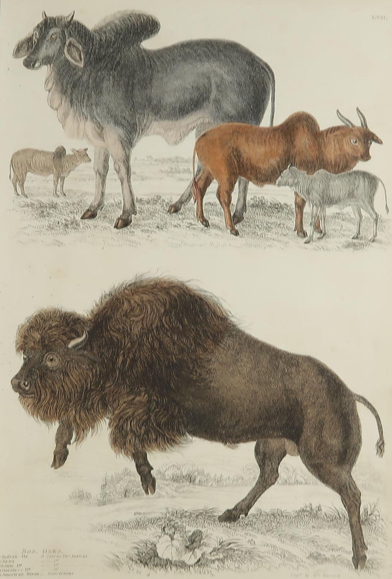 Large Original Antique Natural History Print, American Bison, circa ...