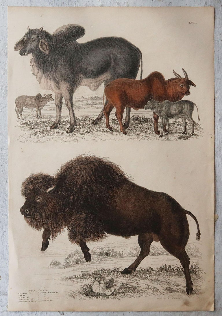 Large Original Antique Natural History Print, American Bison, circa ...