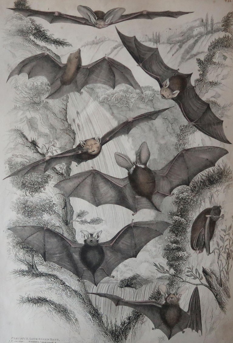 Large Original Antique Natural History Print, Bats, circa 1835 For Sale ...
