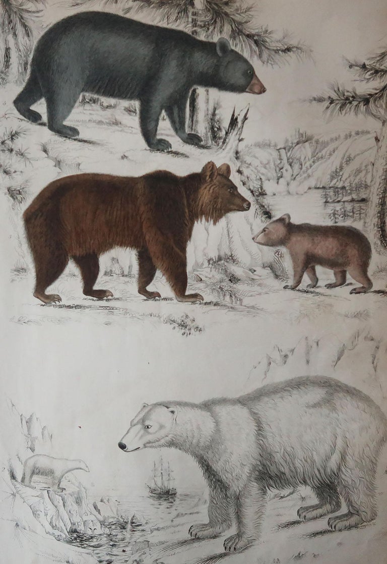 Large Original Antique Natural History Print, Bears, circa 1835 For ...