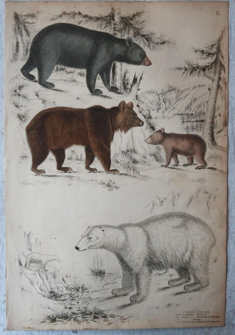Large Original Antique Natural History Print, Bears, circa 1835 For ...
