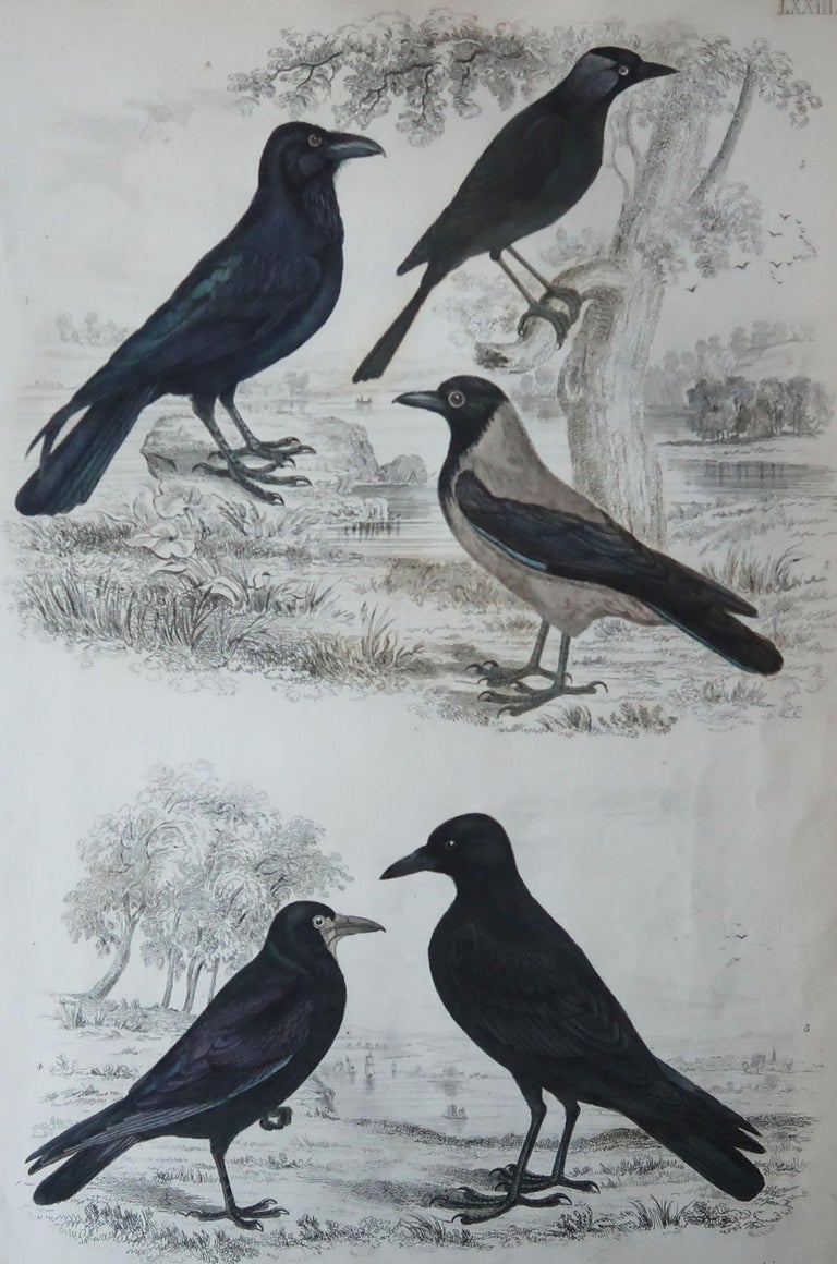 Large Original Antique Natural History Print, Crows, circa 1835 at 1stDibs