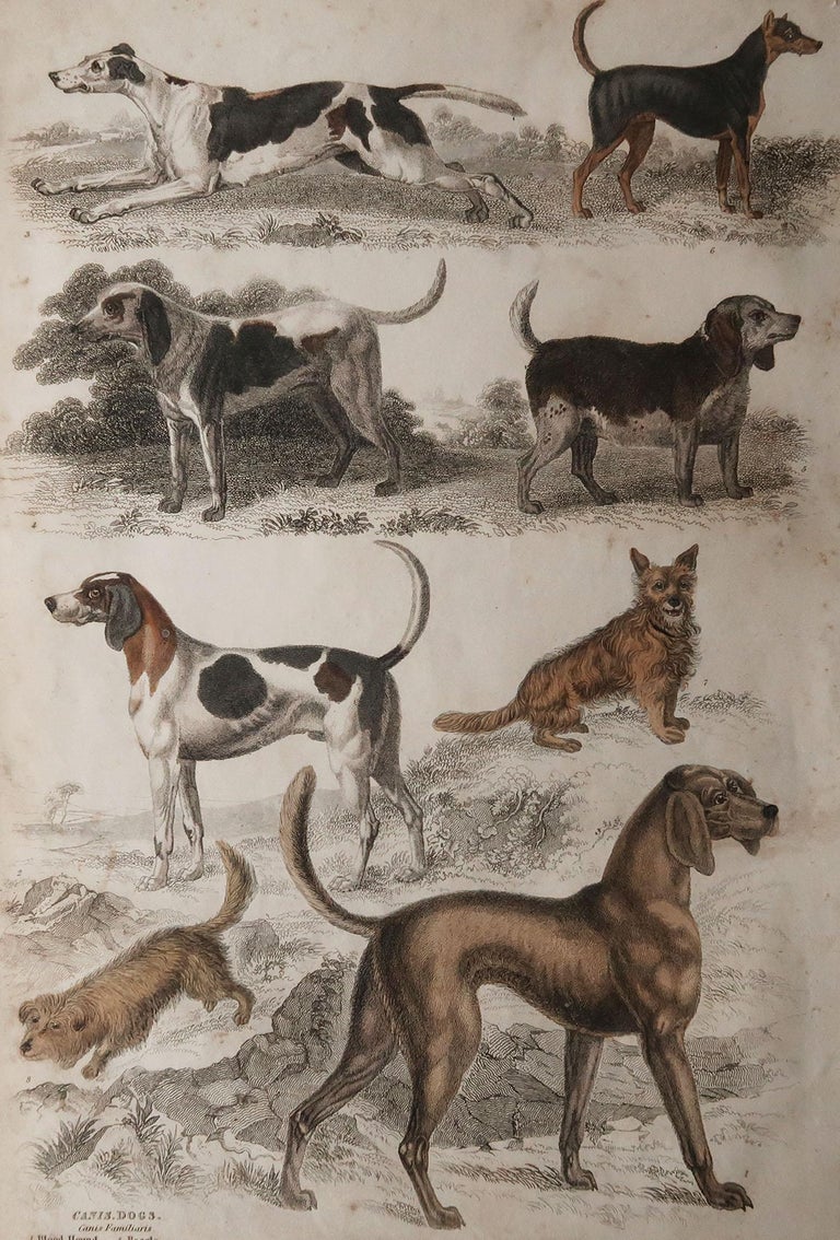 Large Original Antique Natural History Print, Dogs, circa 1835 at 1stDibs
