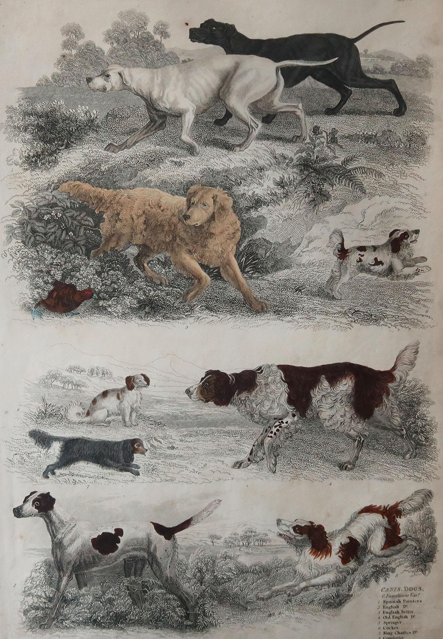 Large Original Antique Natural History Print, Dogs, circa 1835 at 1stDibs