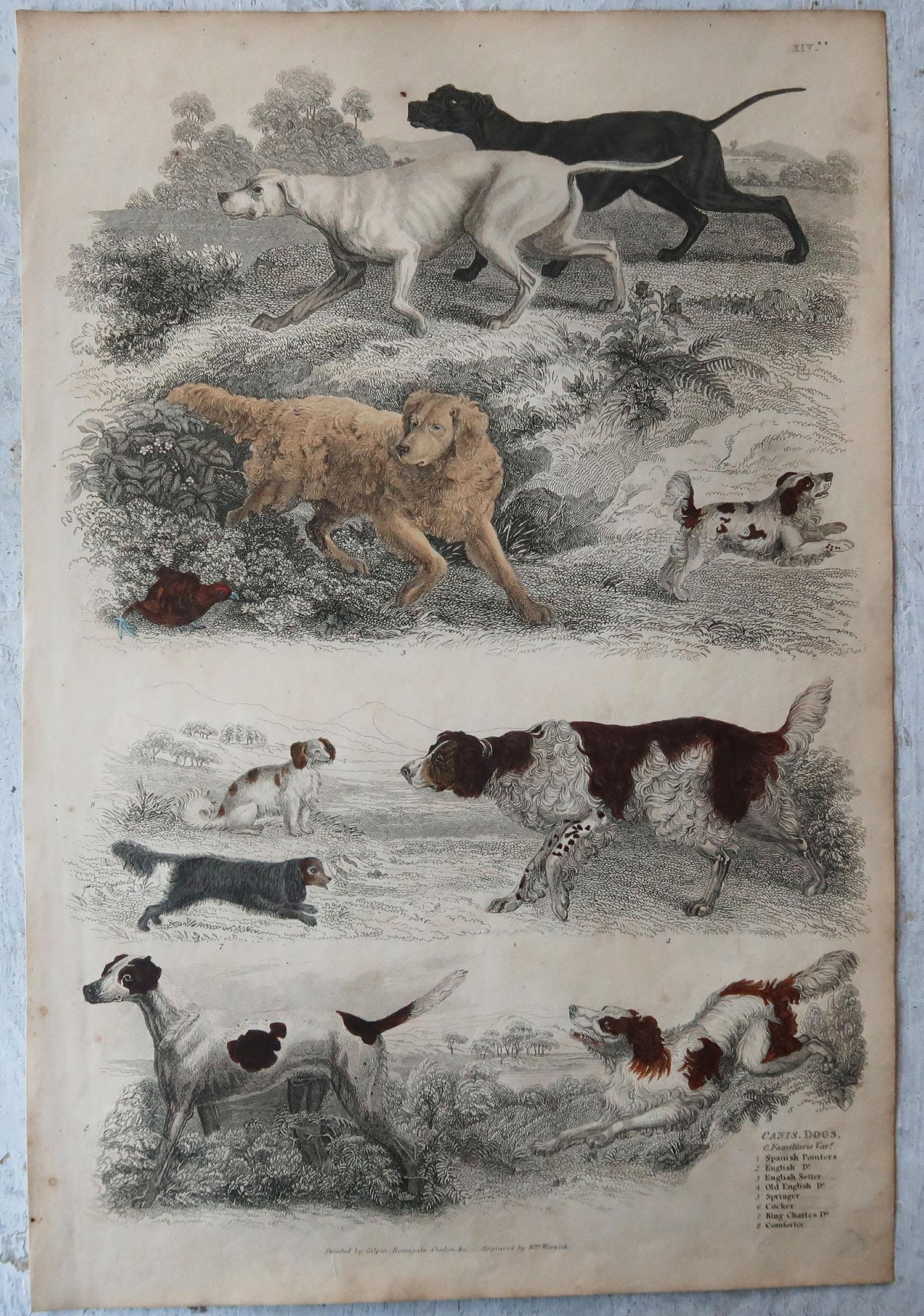 Large Original Antique Natural History Print, Dogs, circa 1835 at 1stDibs