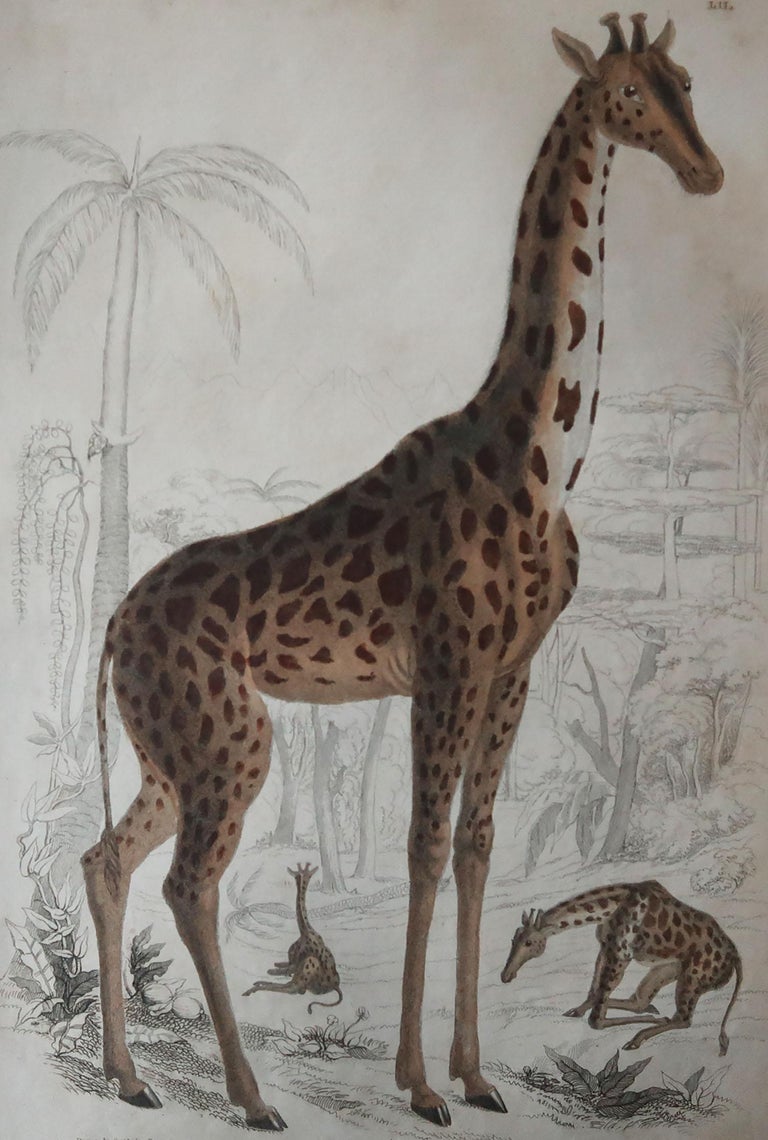 Large Original Antique Natural History Print, Giraffe, circa 1835 at ...