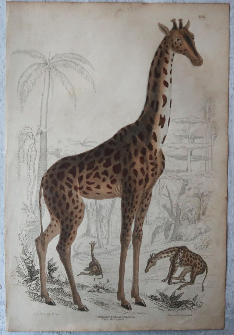Large Original Antique Natural History Print, Giraffe, circa 1835 at ...