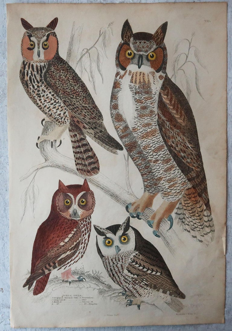 Large Original Antique Natural History Print, Owls, circa 1835 at 1stDibs
