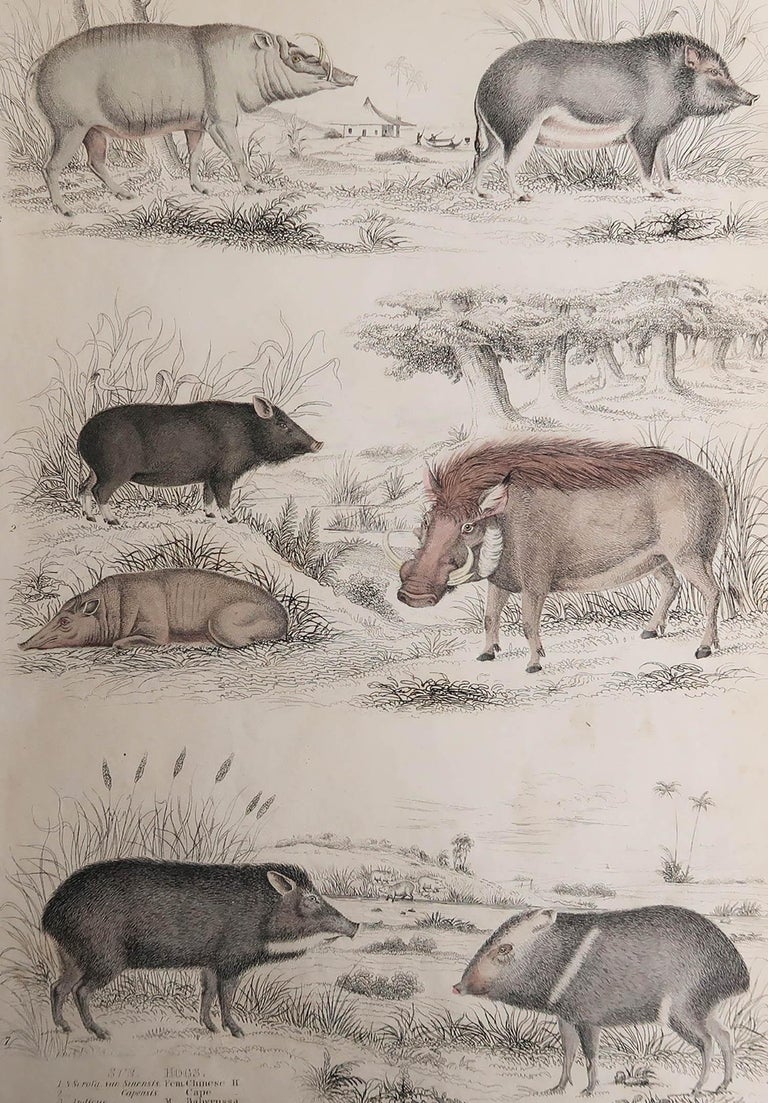 Large Original Antique Natural History Print, Pigs / Hogs, circa 1835 ...