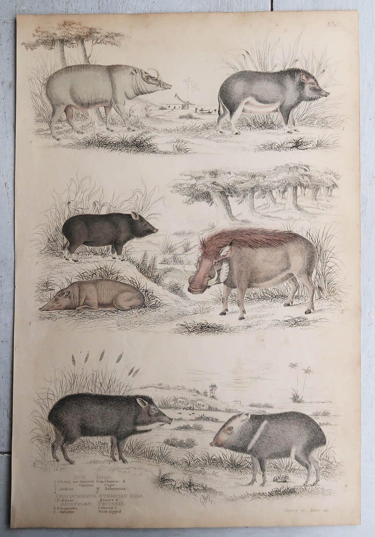 Large Original Antique Natural History Print, Pigs / Hogs, circa 1835 ...