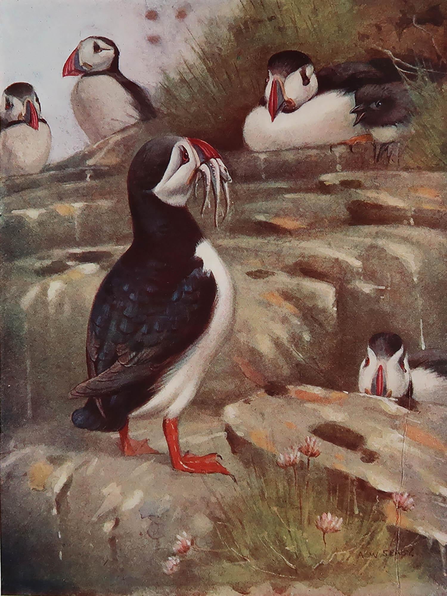 Large Original Antique Print of Puffins After A.W Seaby, circa 1910 at ...