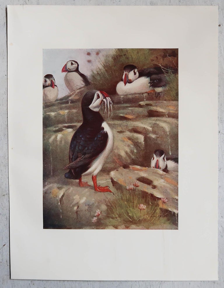 Large Original Antique Print of Puffins After A.W Seaby, circa 1910 For ...