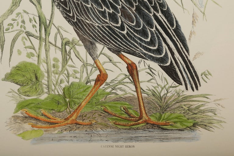 Large Pair of Hand Colored Bird Prints at 1stDibs