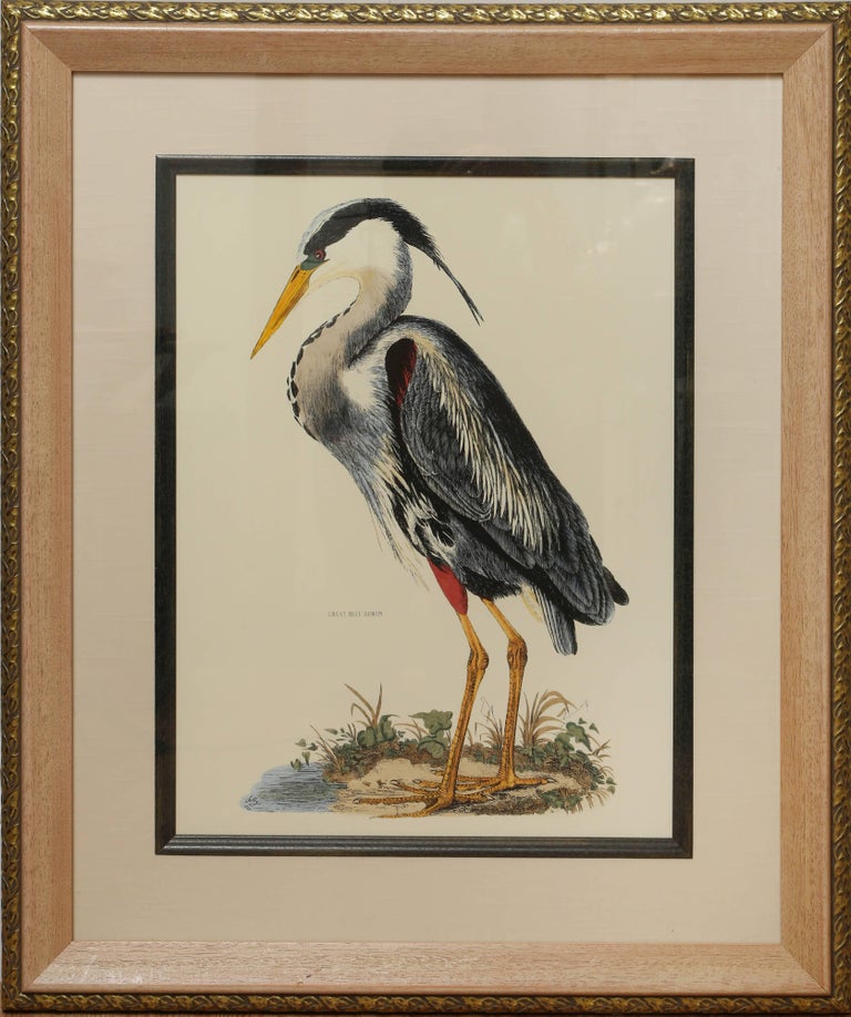 Large Pair of Hand Colored Bird Prints at 1stDibs
