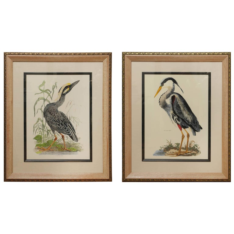 Large Pair of Hand Colored Bird Prints at 1stDibs