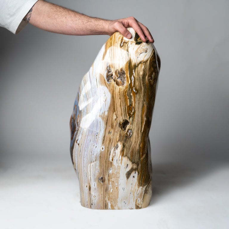 Large Polished Petrified Wood Freeform from Madagascar '134 lbs' For ...