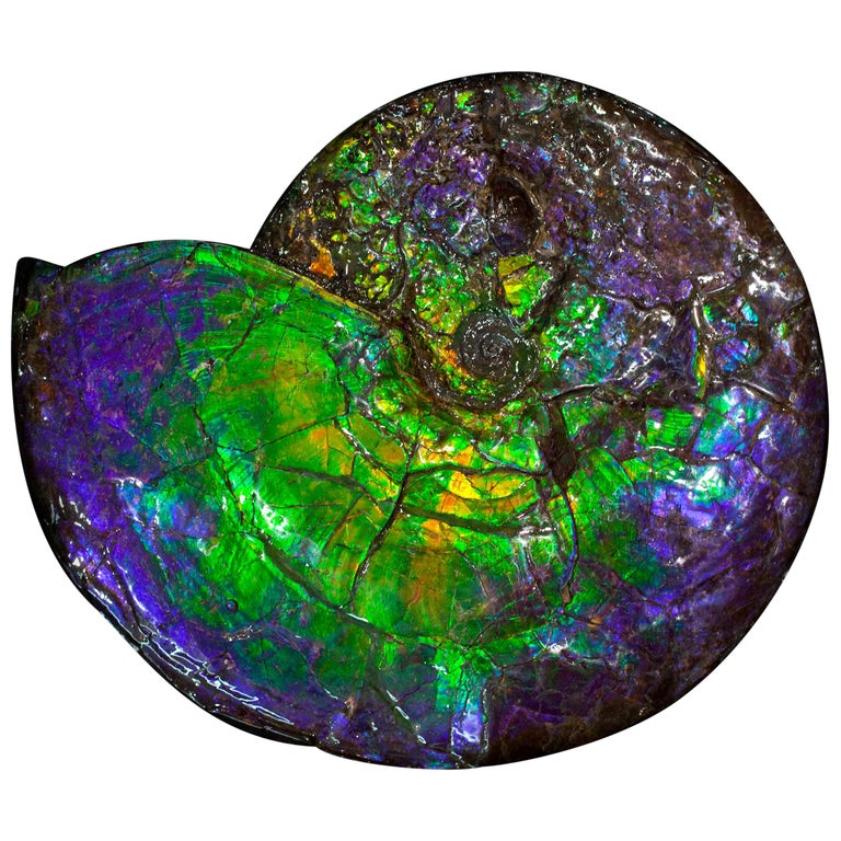 Large Purple and Green Iridescent Ammonite '‘A’ Grade' at 1stDibs