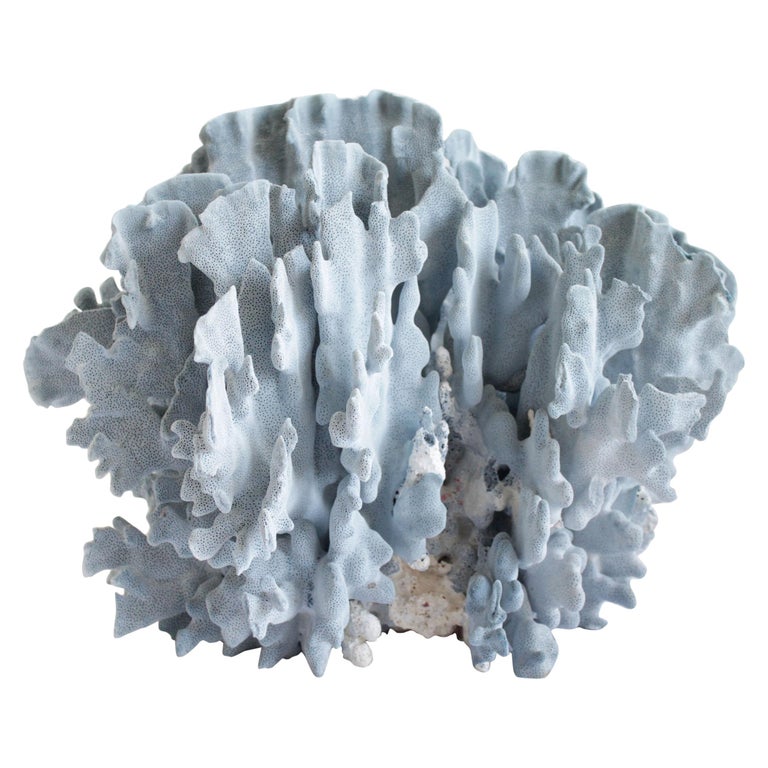 Large Real Natural Blue Coral Specimen at 1stDibs