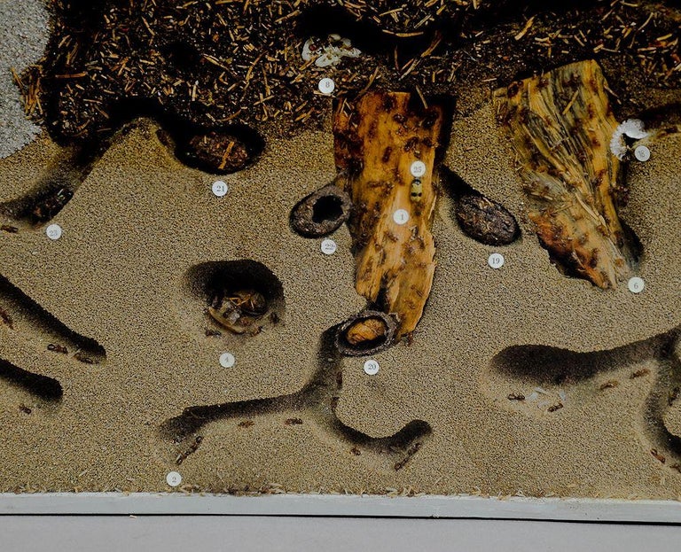 Large School Teaching Display Anthill of the Red Wood Ant For Sale at ...