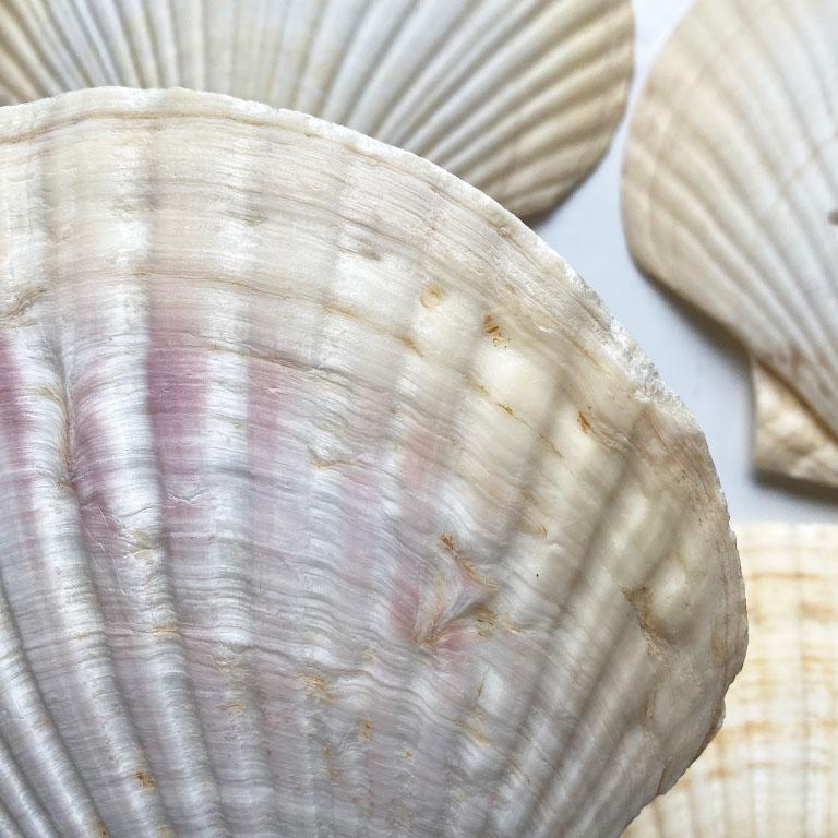 Large Sea Shell Appetizer Plates, Set of 5 For Sale at 1stDibs