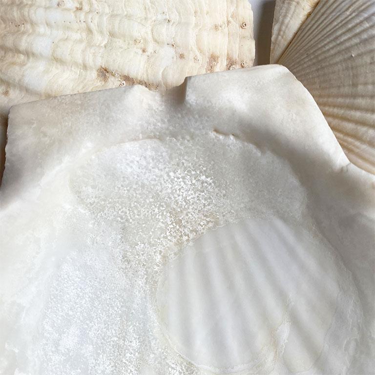 Large Sea Shell Appetizer Plates, Set of 5 For Sale at 1stDibs