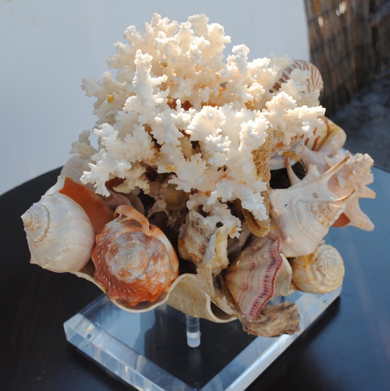 Large Shell Arrangement on Lucite Stand Centrepiece For Sale at 1stDibs
