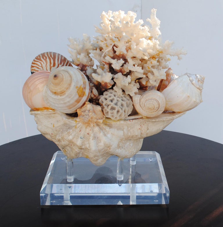 Large Shell Arrangement on Lucite Stand Centrepiece For Sale at 1stDibs
